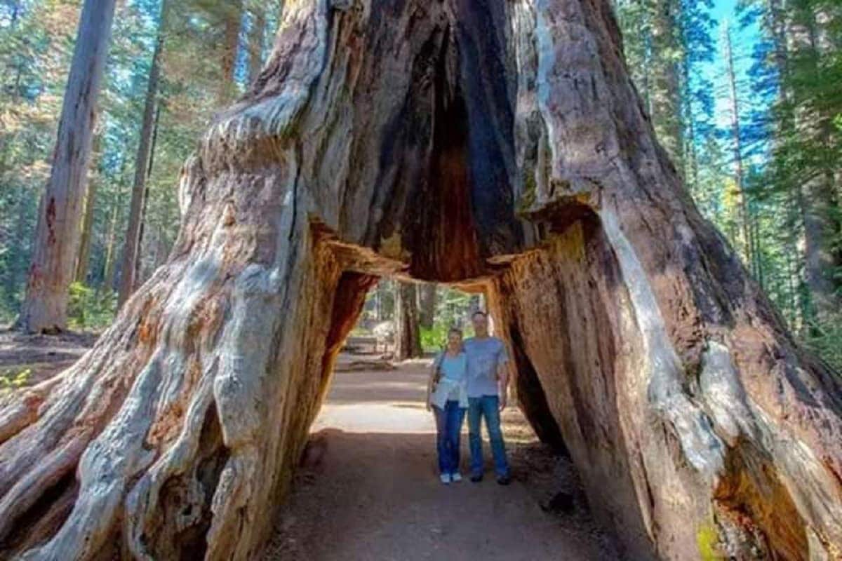 World's tallest tree: ప్రపంచంలోనే అతి ఎత్తైన చెట్టు ఎక్కడుందో తెలుసా ...