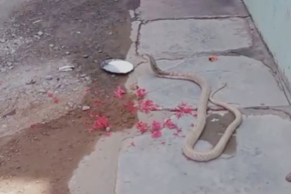 Telangana: శివరాత్రి రోజు శ్వేతనాగు దర్శనం.. పులకించిన భక్త జనం ...