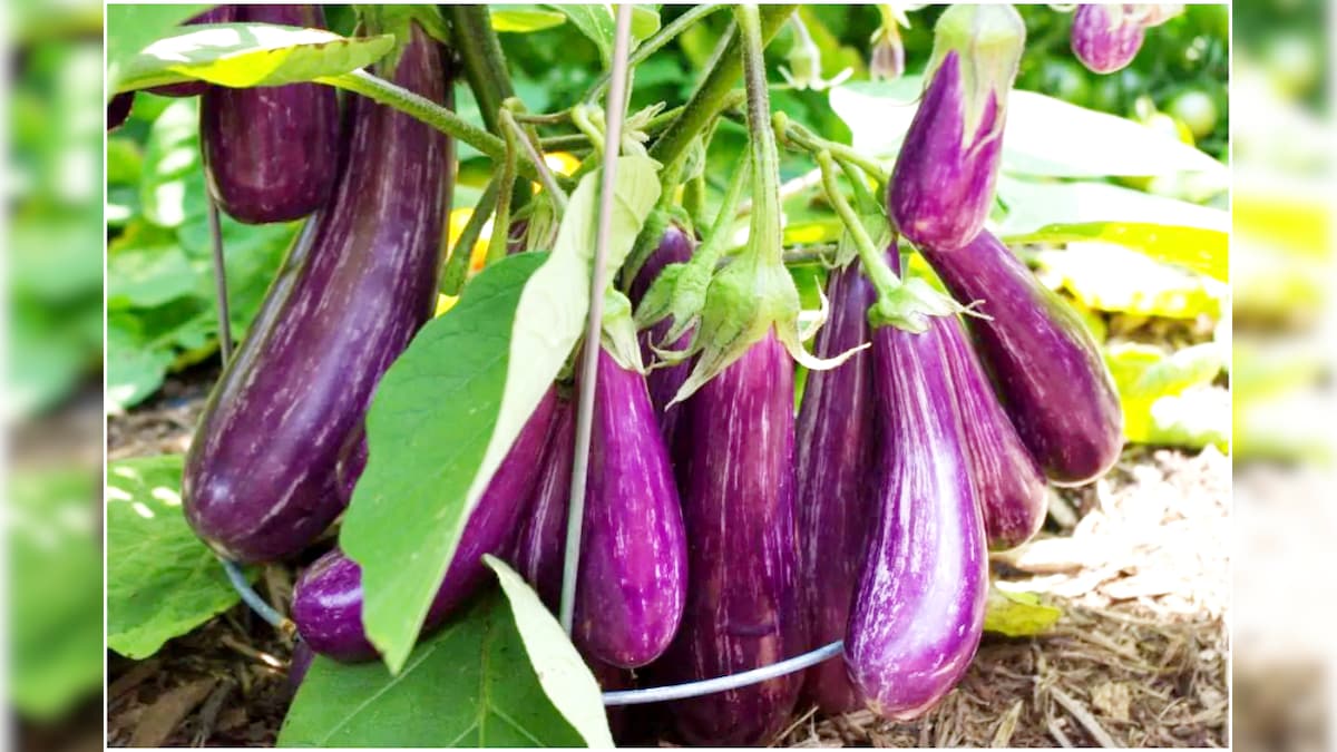 Brinjal Farming: పెరట్లోనే వంకాయలు ఎలా పండించాలి.. స్టెప్ బై స్టెప్ ...