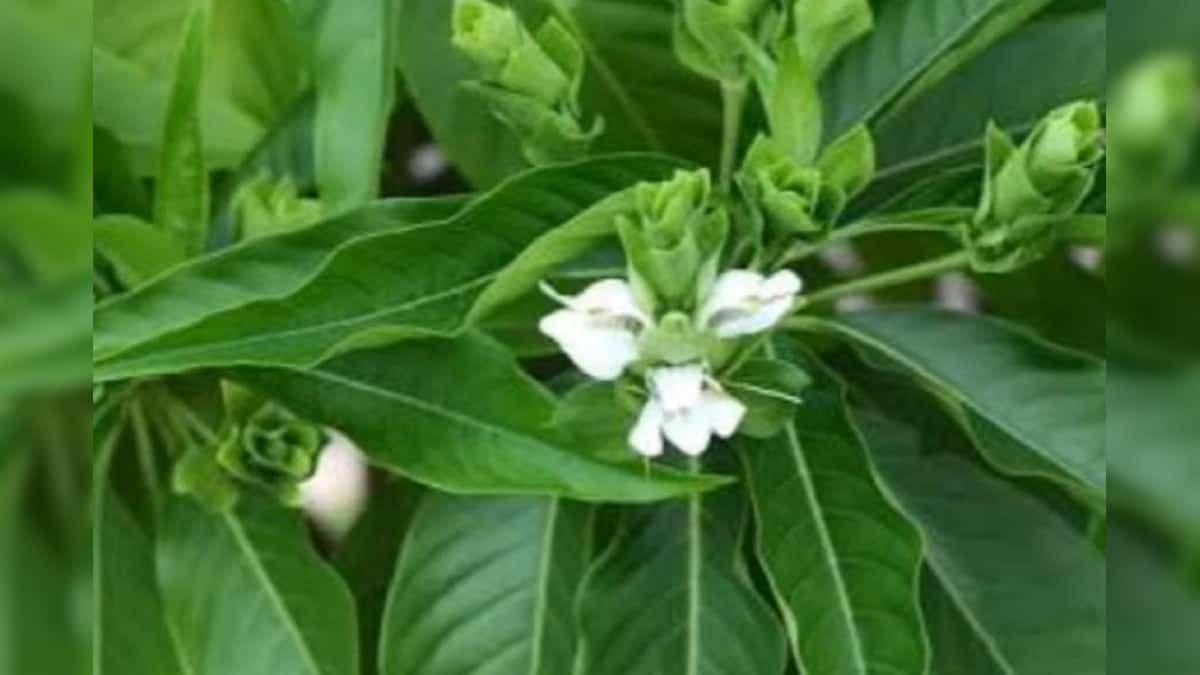 Drug to the corona: కరోనాకు మందు దొరికినట్టేనా.. ఆశలు రేకెత్తిస్తున్న ...