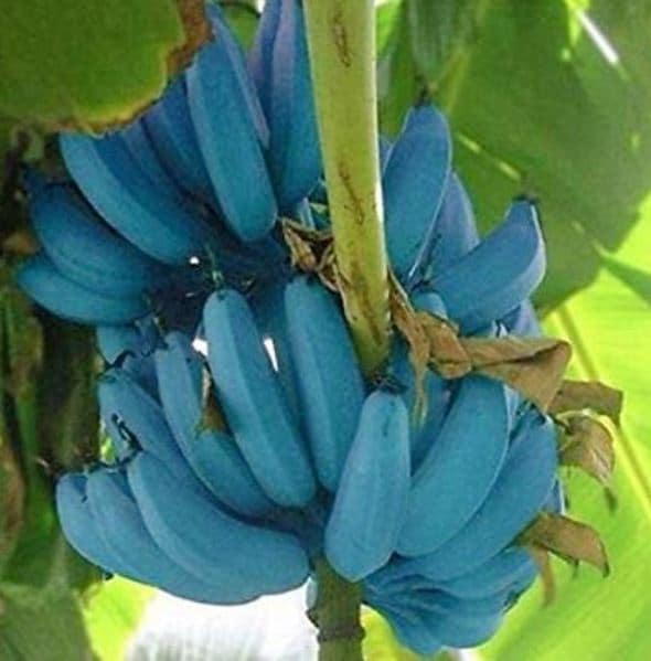 Blue Java Bananas : ఈ నీలి అరటిపండ్లు తిన్నారా..? దీన్ని టెస్ట్ ఎలా ...