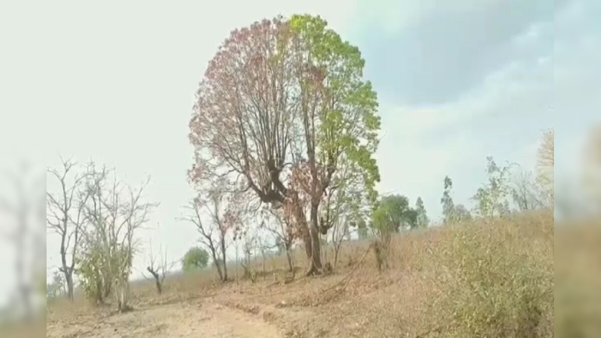 One tree two colors: ప్రకృతి మాయ.. ఒకే చెట్టుకు రెండు రంగులు.. చూపరులను ...