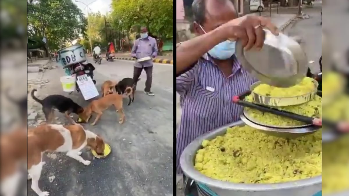 Video: వీధి కుక్కలకు చికెన్ బిర్యానీ పెడుతున్న జంతు ప్రేమికుడు ...