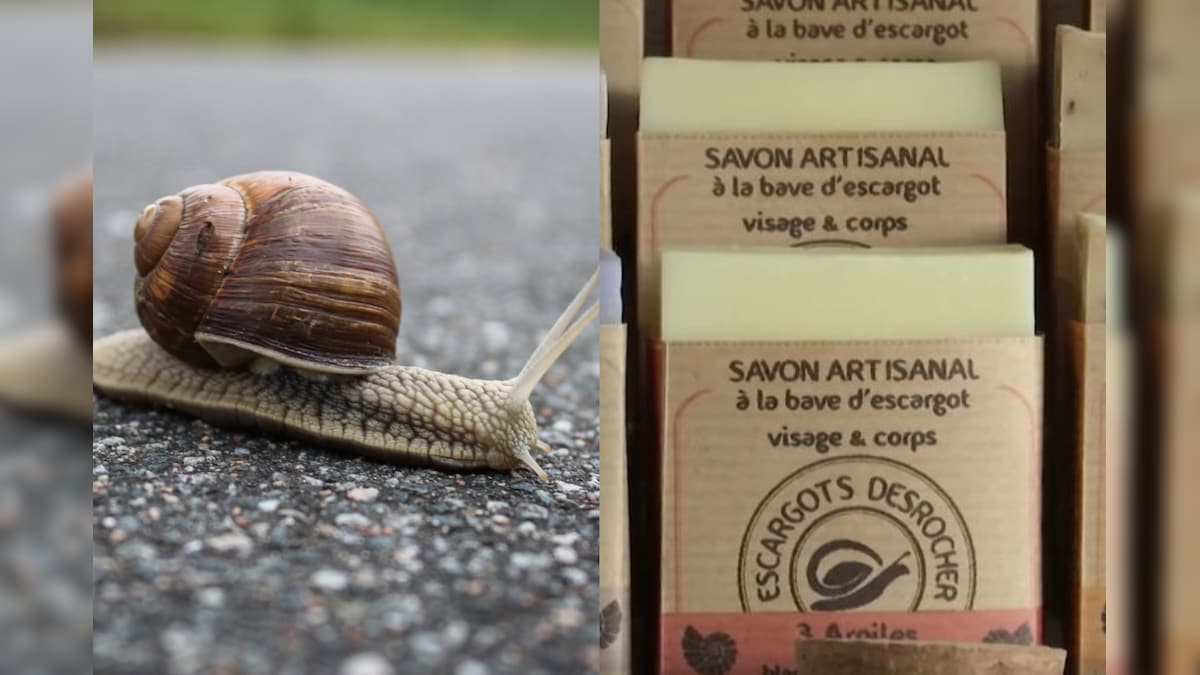 Snail slime soap: నత్తల బురదతో సబ్బుల తయారీ... వాడితే ముసలితనానికి చెక్ ...