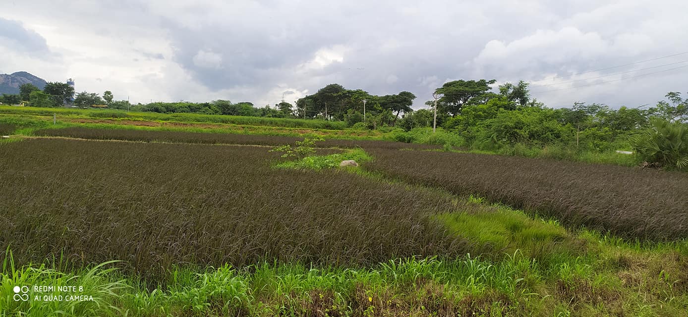 Benefits of Black Rice: బ్లాక్ రైస్ తో ప్రయోజనాలివే...! ఏపీలో ...