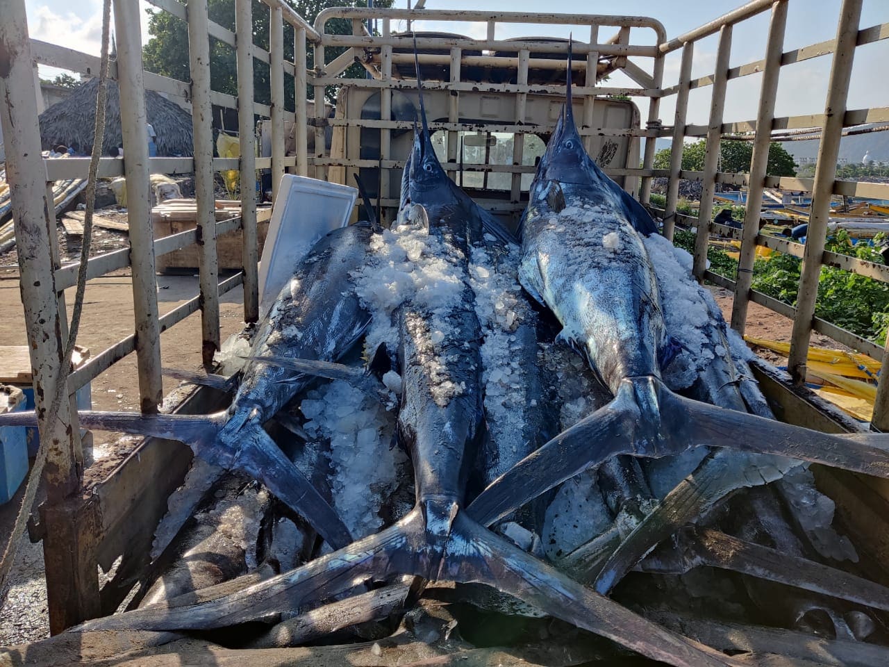 Kommu Konam Fish: ఈ చేప వలకి చిక్కితే కాసుల పంటే..! తింటే రుచుల విందే ...