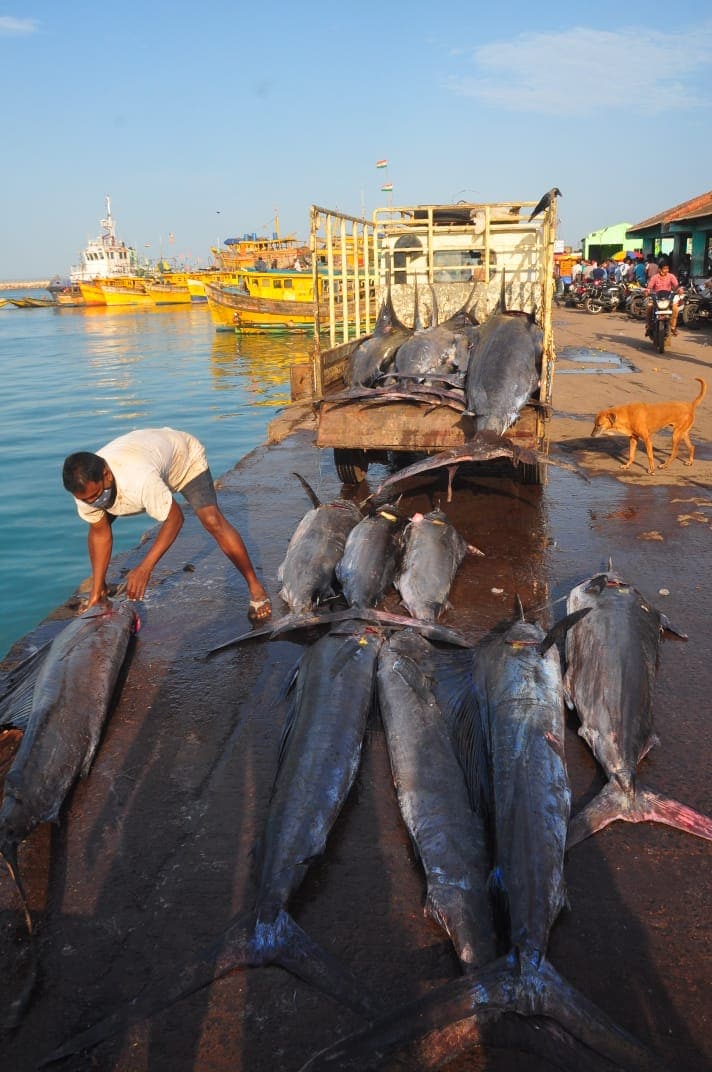 Kommu Konam Fish: ఈ చేప వలకి చిక్కితే కాసుల పంటే..! తింటే రుచుల విందే ...