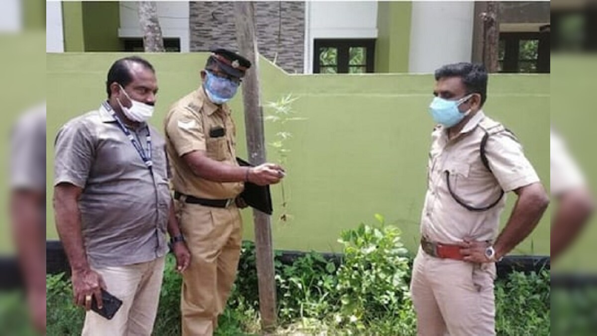 Youth planted ganjai on roadside police filed case in kerala, రోడ్డు ...