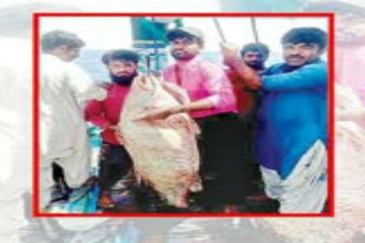 Kommu Konam Fish: ఈ చేప వలకి చిక్కితే కాసుల పంటే..! తింటే రుచుల విందే ...