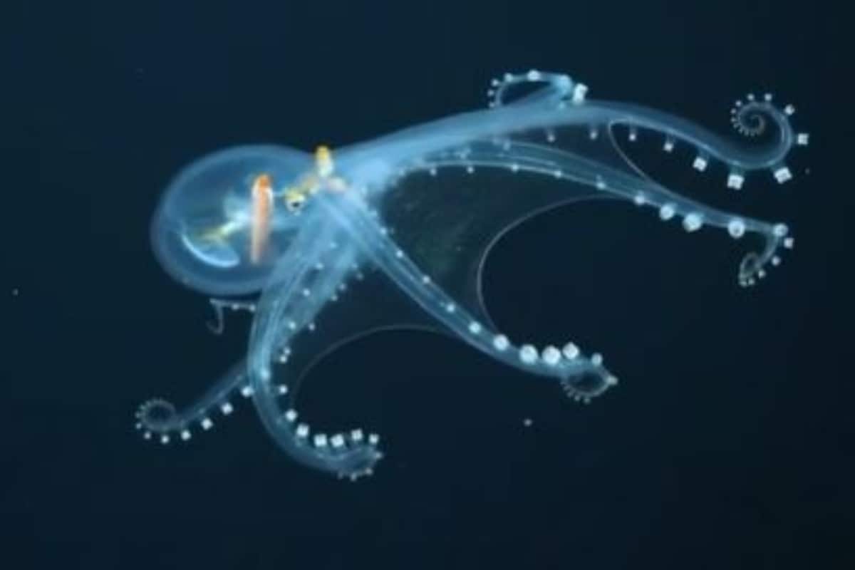 Glass octopus: సైంటిస్టుల కెమెరాకు చిక్కిన గ్లాస్ ఆక్టోపస్.. వీడియో ...