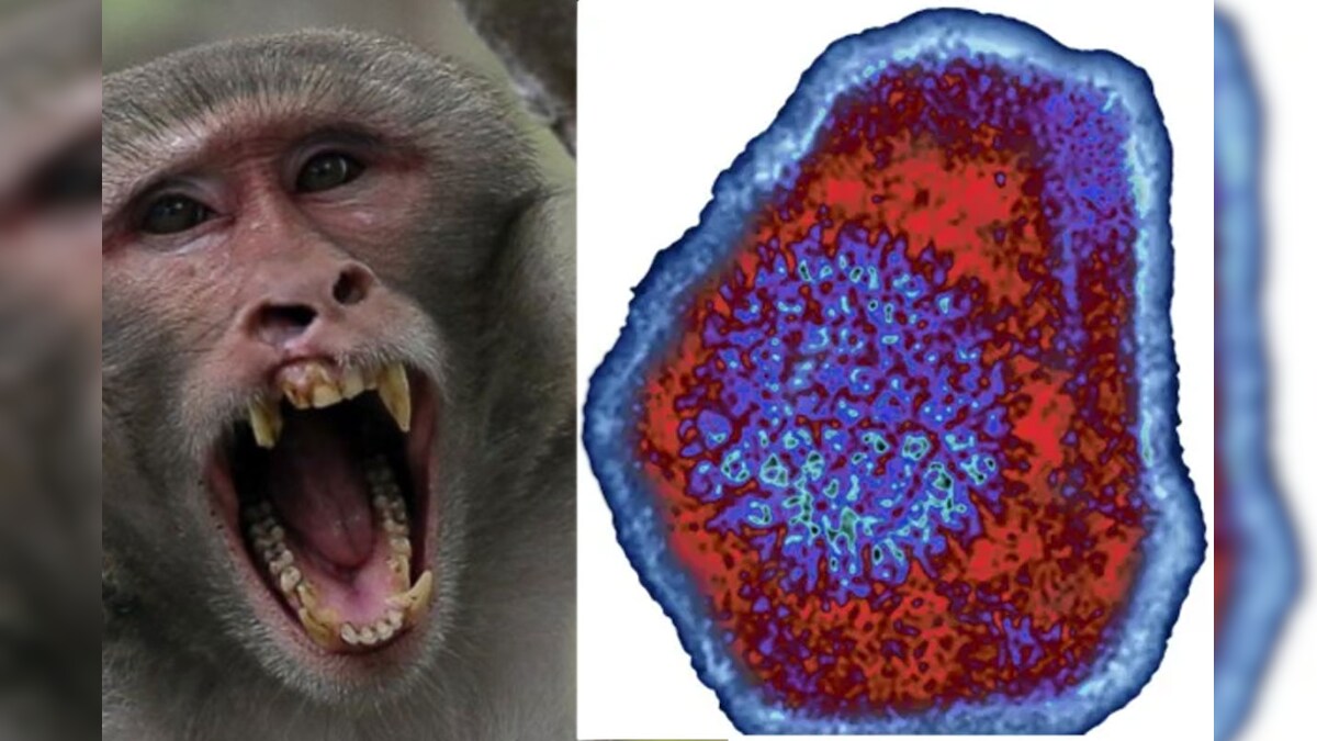 Monkey B virus: వణికిస్తున్న మరో వైరస్.. మళ్లీ చైనాలోనే.. ఒకరు ...