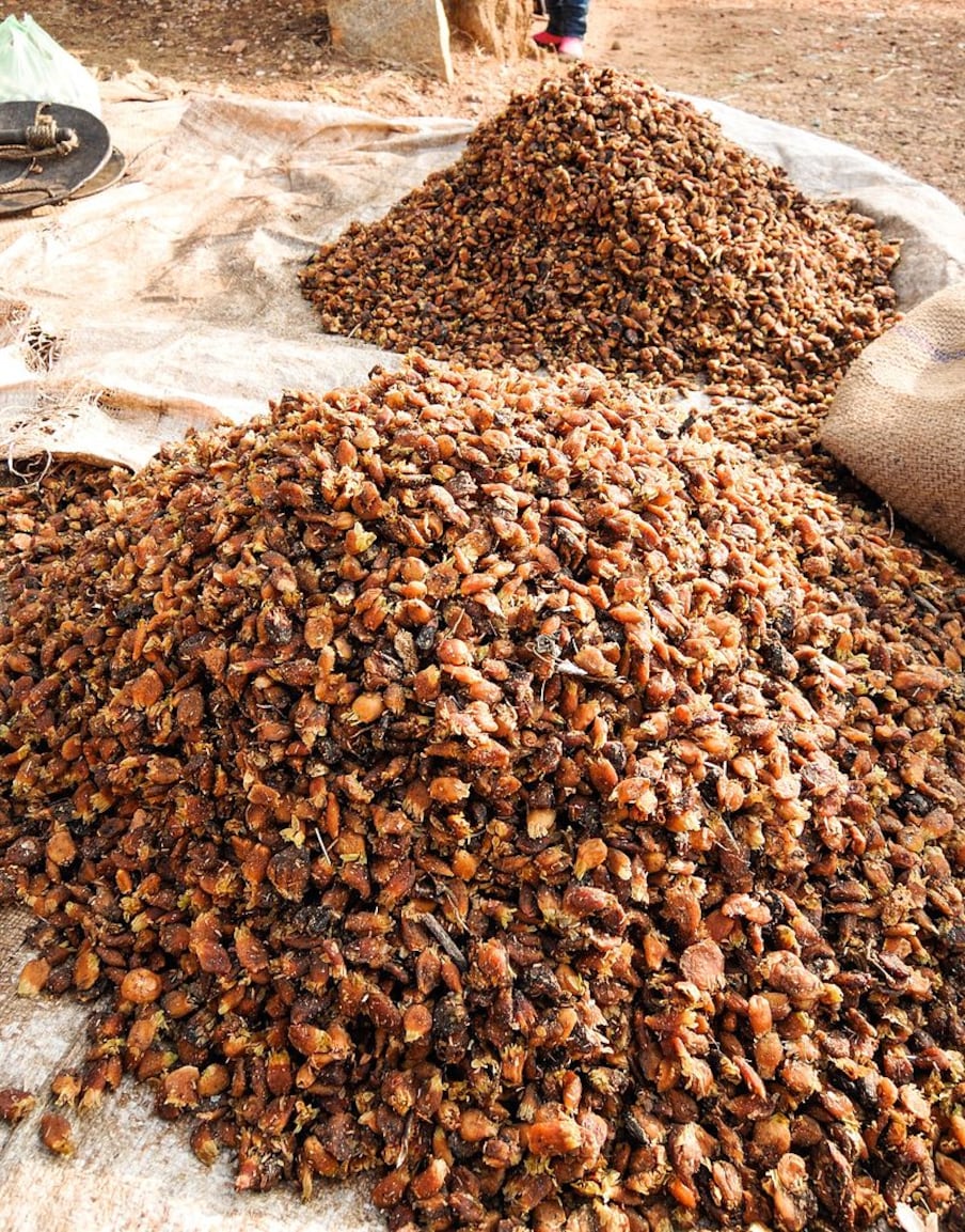 ఇప్ప పూలతో చక్కటి ఆరోగ్యం.. ఈ విషయాలు తెలిస్తే తప్పక కొంటారు | Madhuca ...