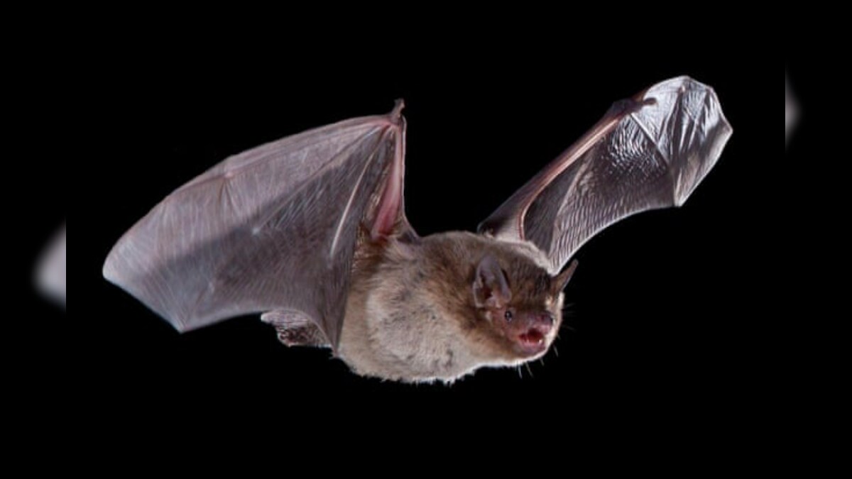 Olympic Bat: రికార్డు సృష్టించిన ఒలింపిక్ గబ్బిలం.. ఏకంగా 2వేల ...