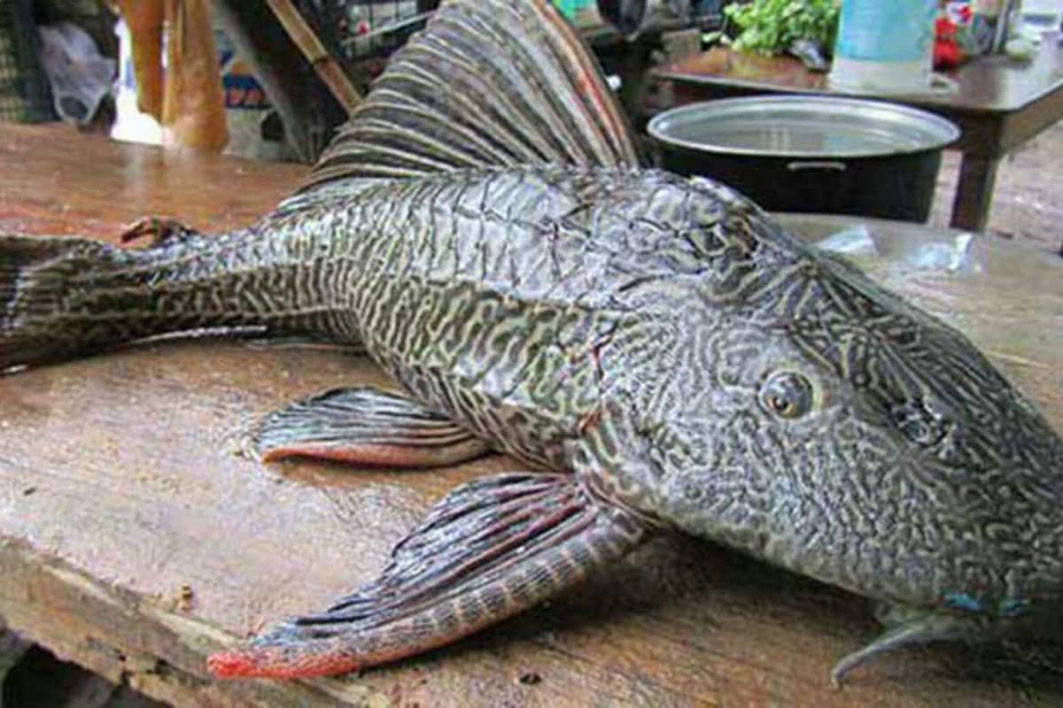 Devil Fish: వలకు చిక్కిన దెయ్యం చేప.. లబో దిబో అంటున్న మత్స్యకారులు ...
