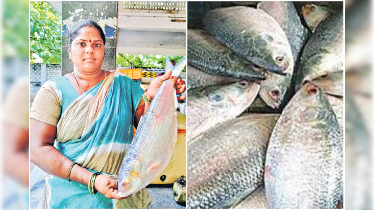 Pulasa Fish Price: బంగారంతో పోటీపడుతున్న పులస... అందుకేనా ఇంత డిమాండ్ ...