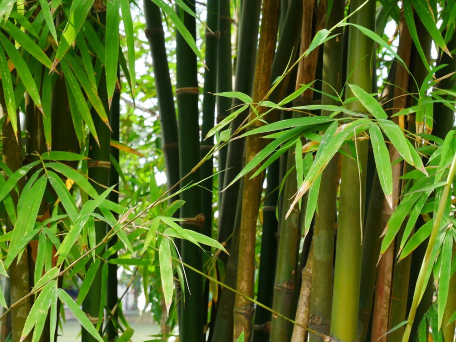 Bamboo Cultivation: మీకో చిన్న స్థలం ఉందా.. వేలు పెట్టుబడి పెట్టి ...