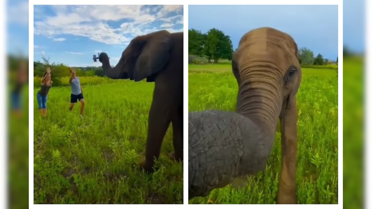 Elephant selfie: సెల్ఫీ వీడియో తీసుకున్న ఏనుగు.. సోషల్ మీడియాలో వీడియో ...