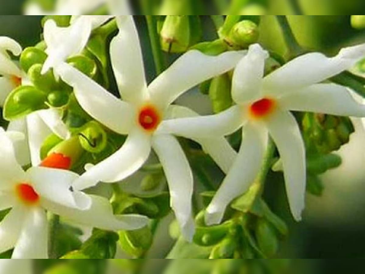 Parijat Flower In Telugu | Best Flower Site