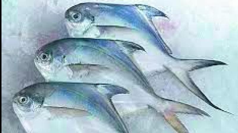 Konam Fish: గంగపుత్రుల పంట పండింది.. వలల్లో లక్షల విలువచేసే అరుదైన ...