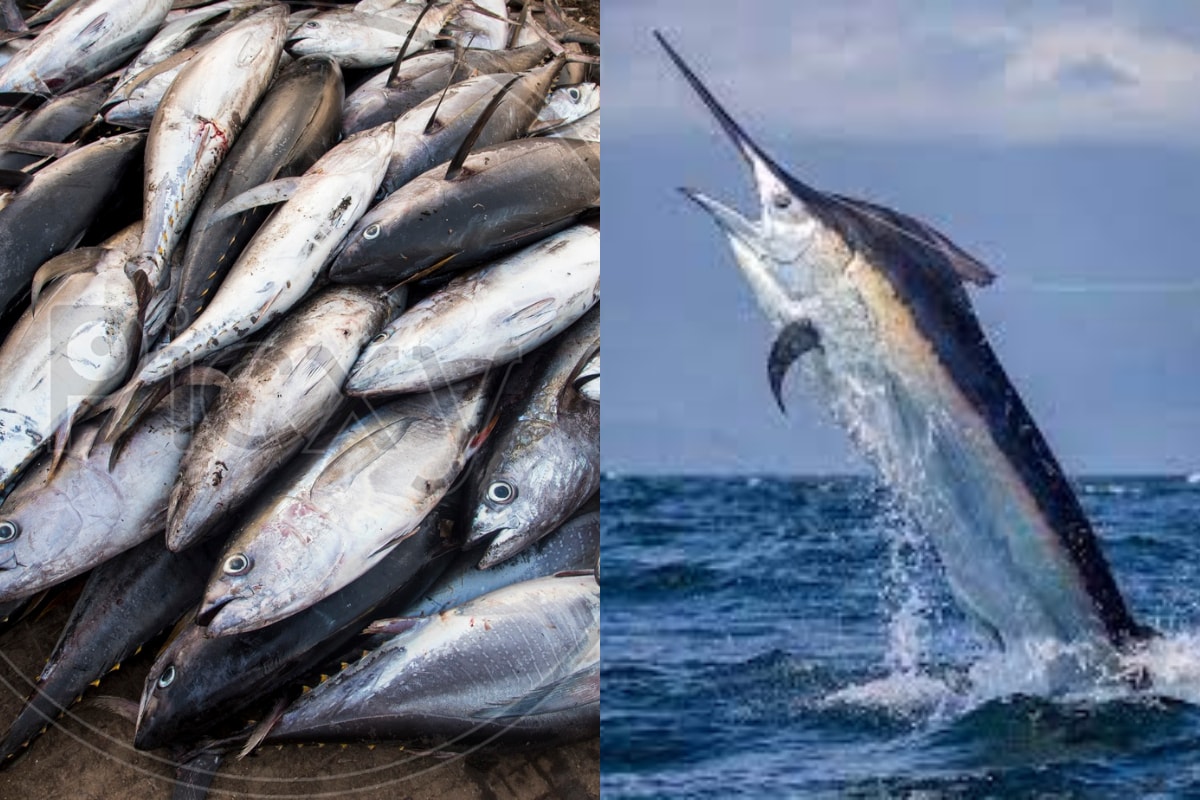 Konam Fish: గంగపుత్రుల పంట పండింది.. వలల్లో లక్షల విలువచేసే అరుదైన ...