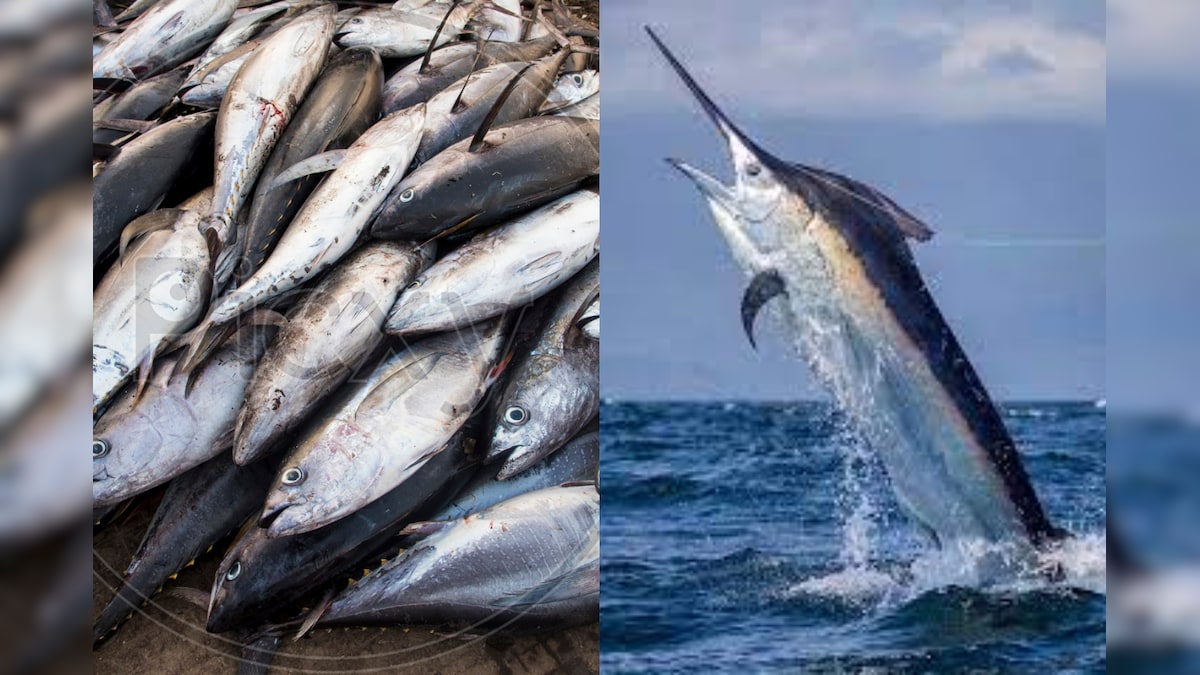 Konam Fish: గంగపుత్రుల పంట పండింది.. వలల్లో లక్షల విలువచేసే అరుదైన ...