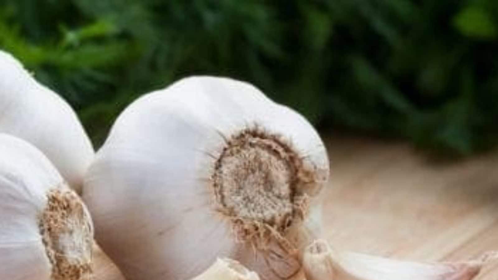 Garlic For Men: వెల్లుల్లిని ఇలా తింటే పురుషులు ఆ సమయంలో రెచ్చిపోతారట ...