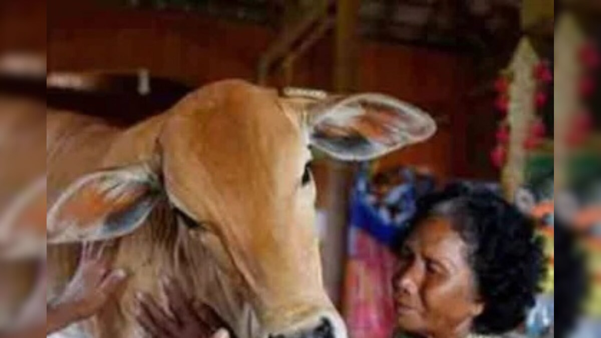 Woman Marries Cow: ఆవును పెళ్లి చేసుకున్న వృద్ధురాలు.. నా భర్త ...