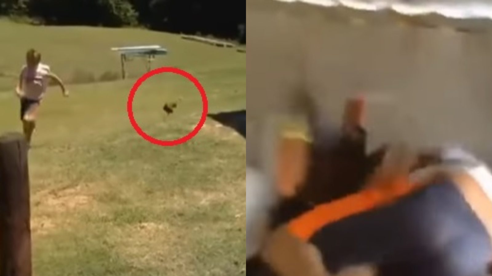 కోడే కదా నన్నేంచేస్తుందిలే అనుకున్నాడు.. ఇలా జరుగుతుందని ఊహించలేకపోయాడు ...