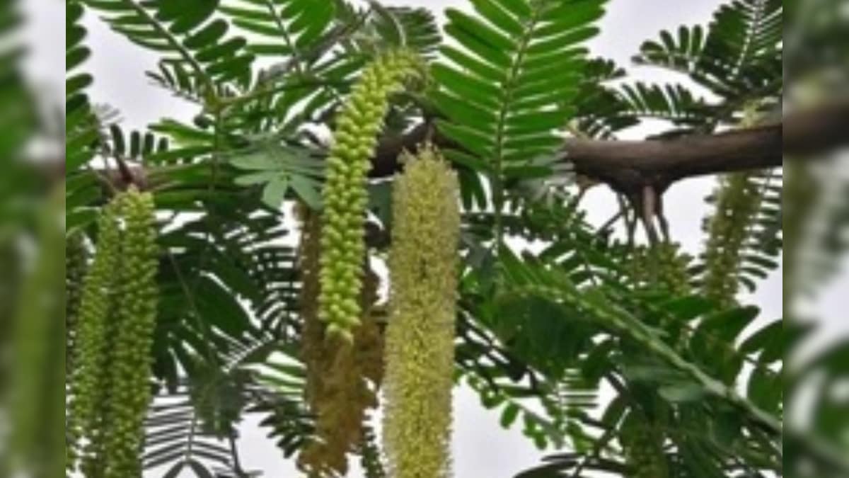 Alien Weed: ఇన్నాళ్లు పిచ్చి మొక్క అనుకున్నారు.. కానీ ఈ కంపతో కళ్లు ...