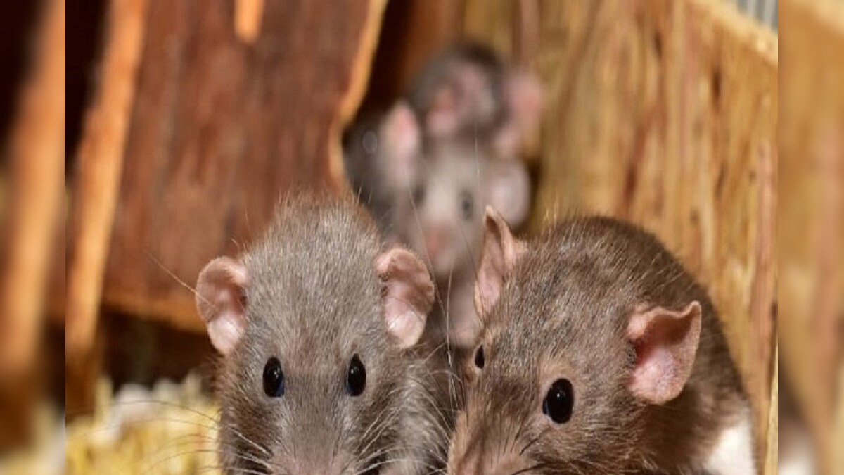 Avoid Rats: ఇంట్లో ఎలుకలు ఎక్కువగా ఉన్నాయా ?.. ఎంతకీ తగ్గడం లేదా ...