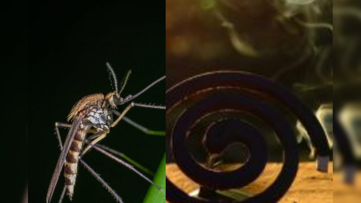 Mosquito Coil Side Effects: జాగ్రత్త.. మస్కిటో కాయిల్స్ తో ఈ రోగాలు ...