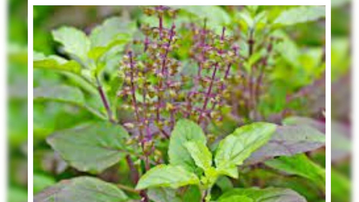 Tulasi Leaves: వర్షాకాలంలో తులసి ఆకులు తినడం మంచిదేనా ? | లైఫ్ స్టైల్ ...