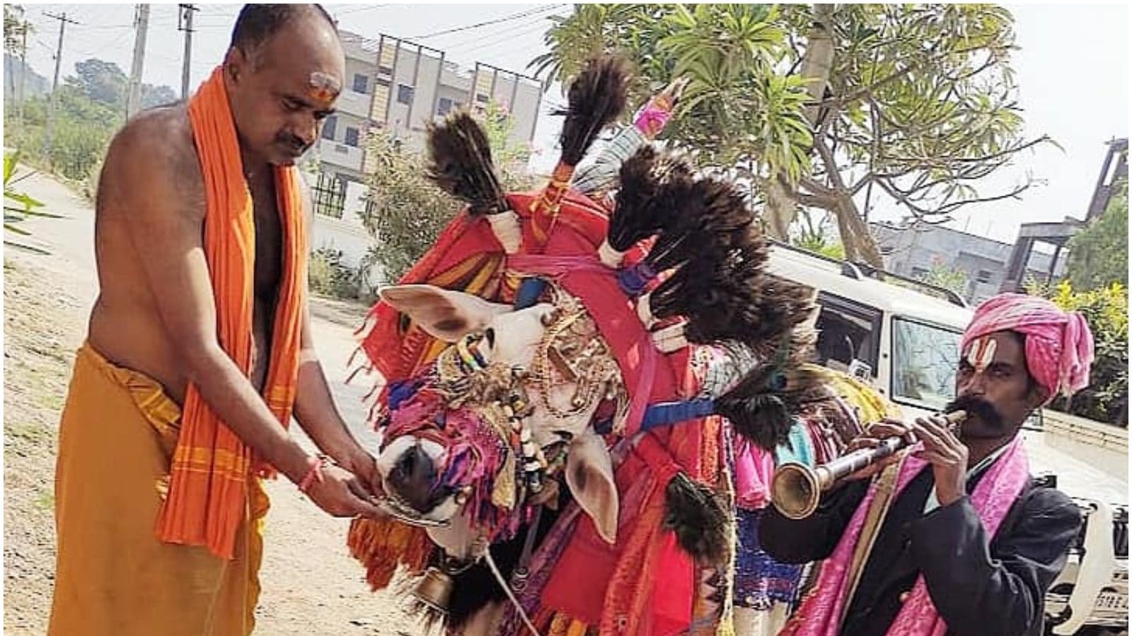 Sankranthi Gangireddulu: సంక్రాంతికి అలరించే గంగిరెద్దుల ప్రాముఖ్యత ...