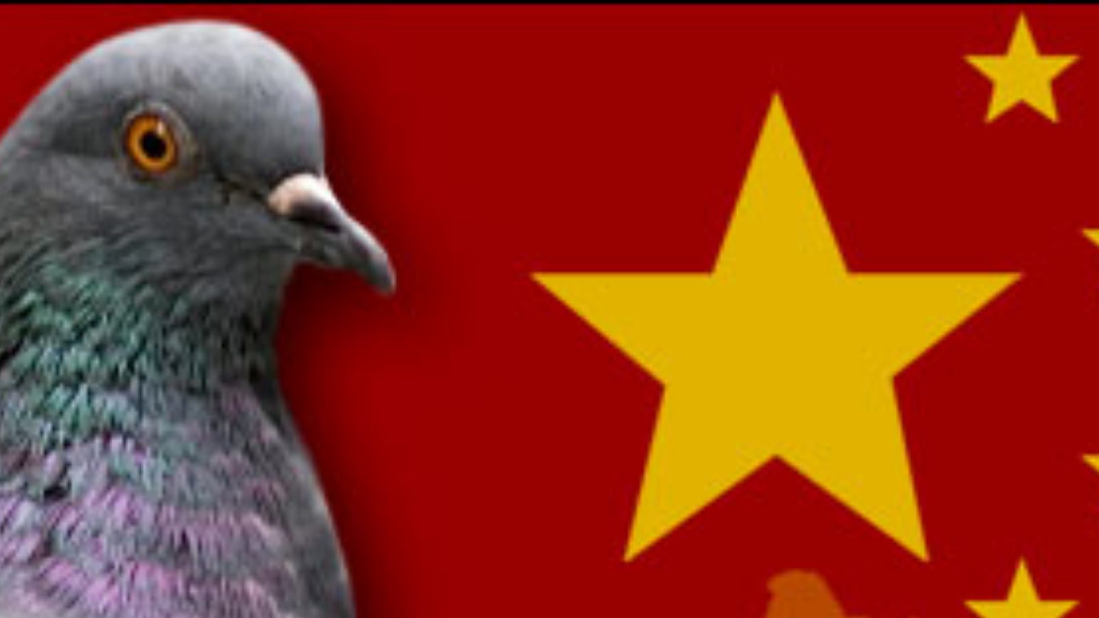 Chinese Pigeon: నిన్న ఒడిషా.. నేడు ఆంధ్రప్రదేశ్.. కలకలం రేపుతున్న చైనా ...