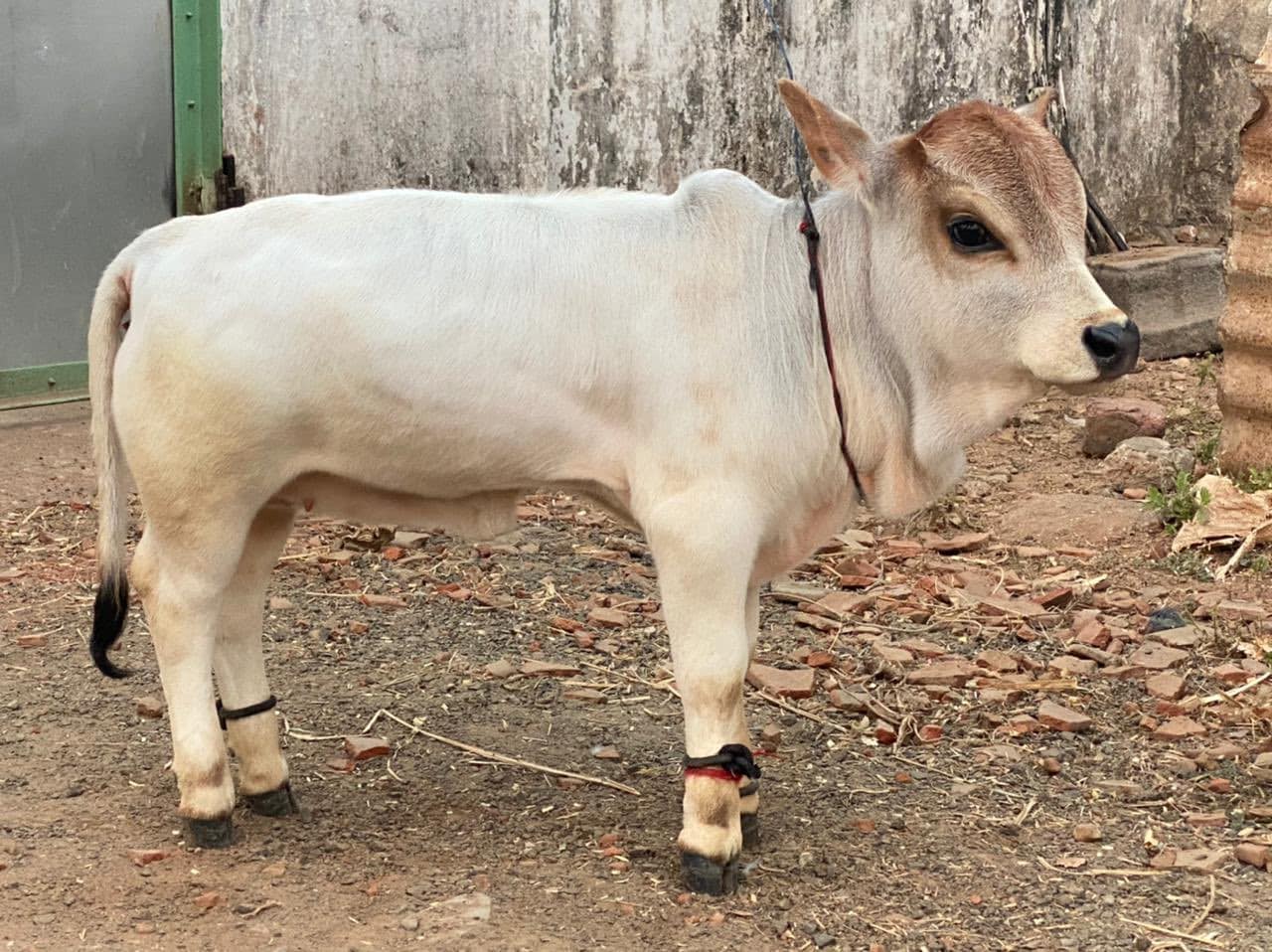 Punganur Cows: పొట్టిదైనా చాలా గట్టిదే..! పుంగనూరు ఆవుల స్పెషాలిటీ ఇదే ...