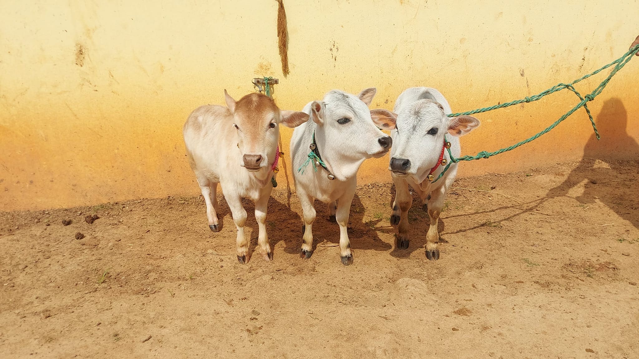 Punganur Cows: పొట్టిదైనా చాలా గట్టిదే..! పుంగనూరు ఆవుల స్పెషాలిటీ ఇదే ...