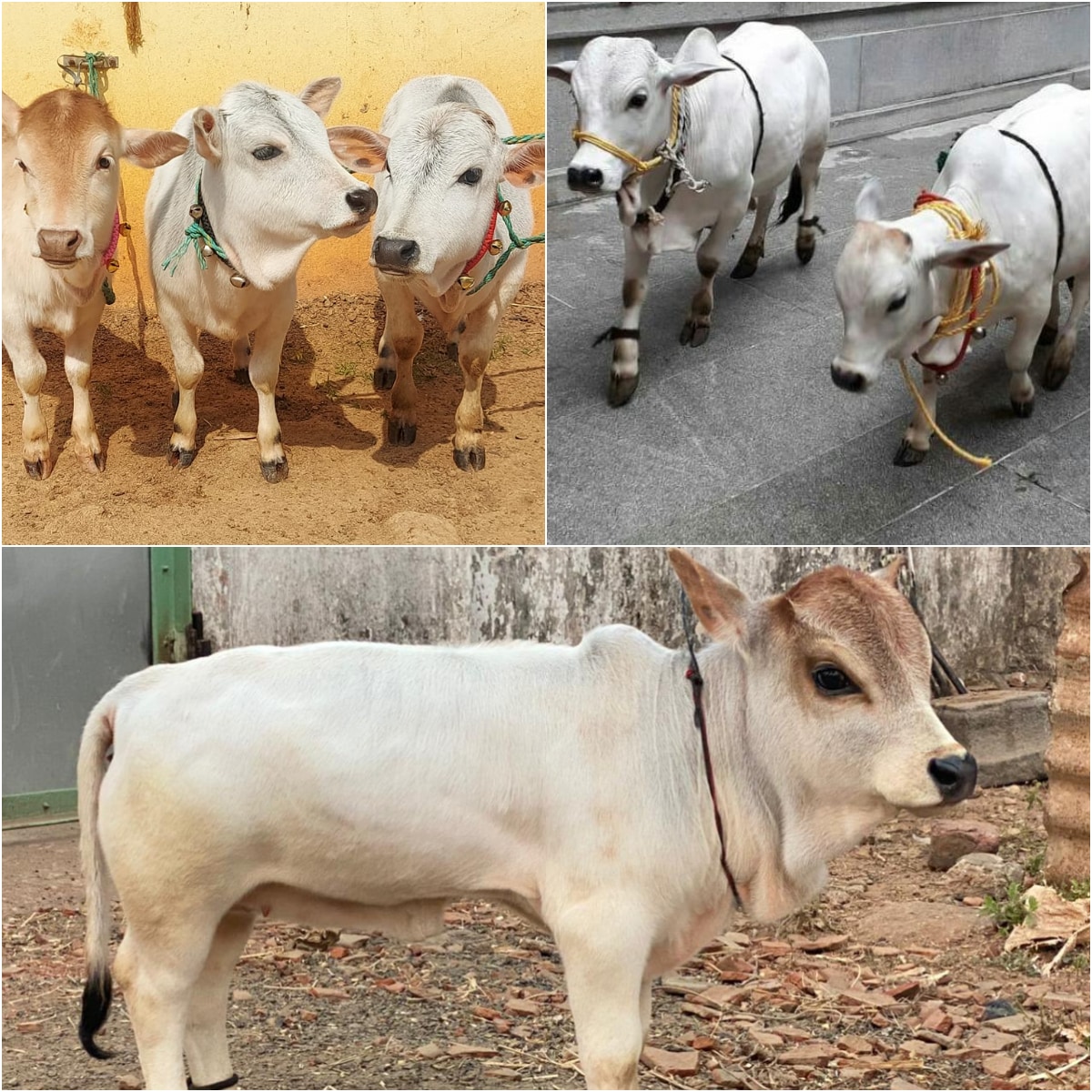 ఆకట్టుకుంటున్న పుంగనూరు జాతి ఆవులు, ఎద్దులు – Punganru Breed Cows has ...