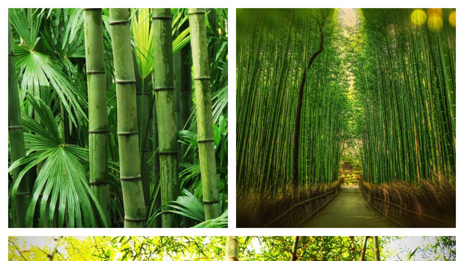 Bamboo Cultivation: మీకో చిన్న స్థలం ఉందా.. వేలు పెట్టుబడి పెట్టి ...