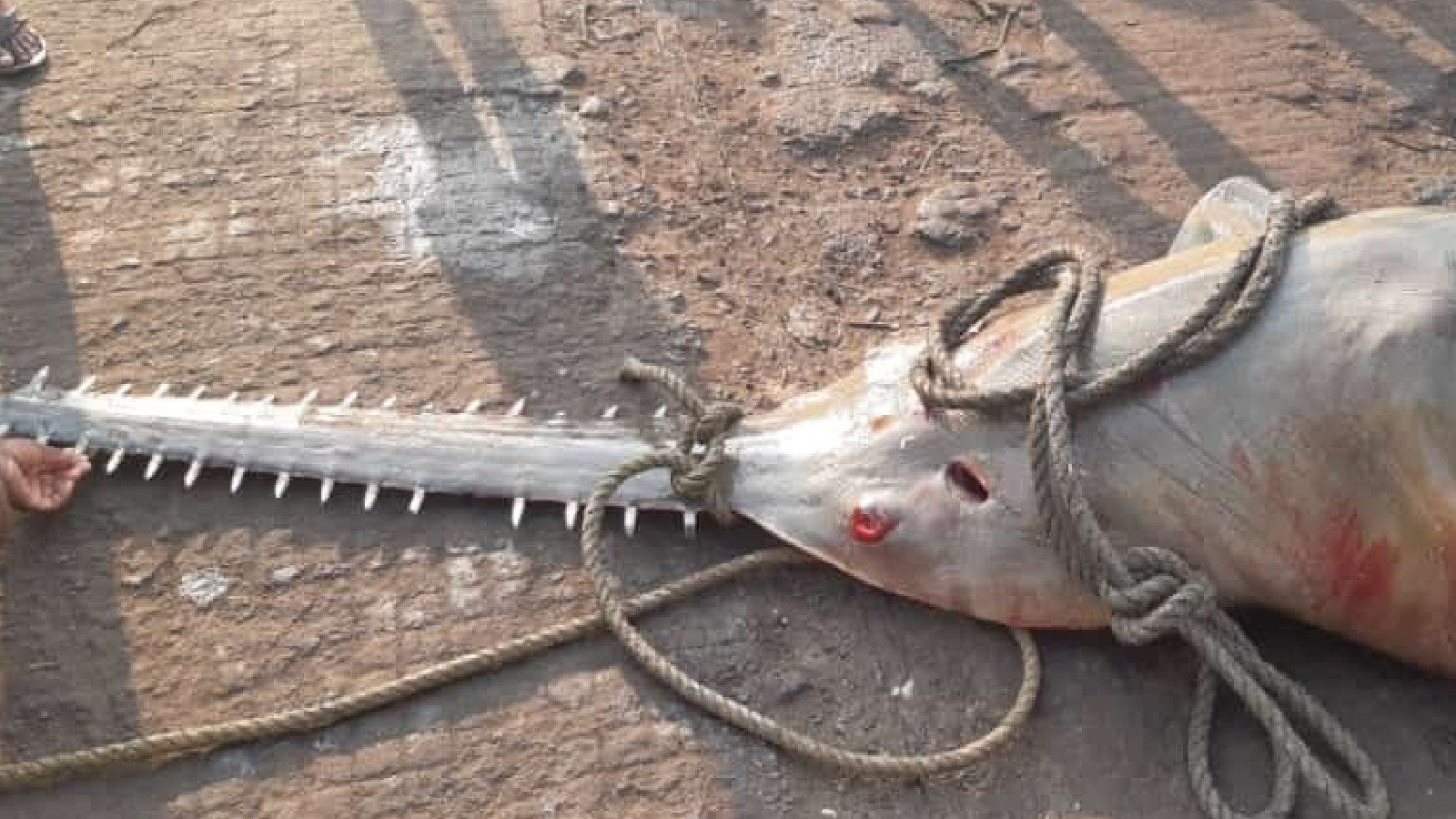 Carpenter Shark: నోరు రంపం.. వామ్మో ఇదేం వింత చేప.. అయితే, దీన్ని ప ...