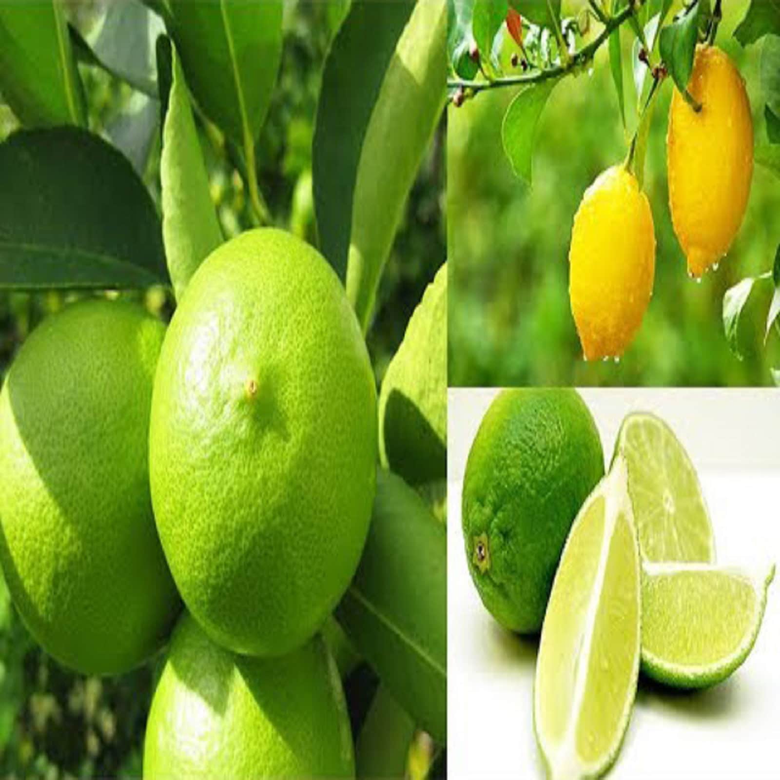 Lemon: రోజూ నిమ్మకాయ తీసుకోండి... నెల రోజుల్లో మీ శరీరంలో కనిపించే ...