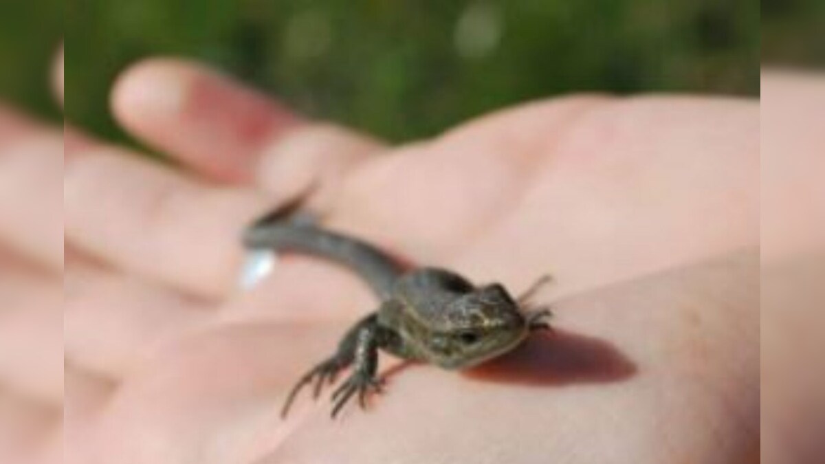 Lizard Vastu: ఇంట్లోకి బల్లి ఆ దిక్కు నుంచి వస్తే మీ రాత మారినట్టే ...