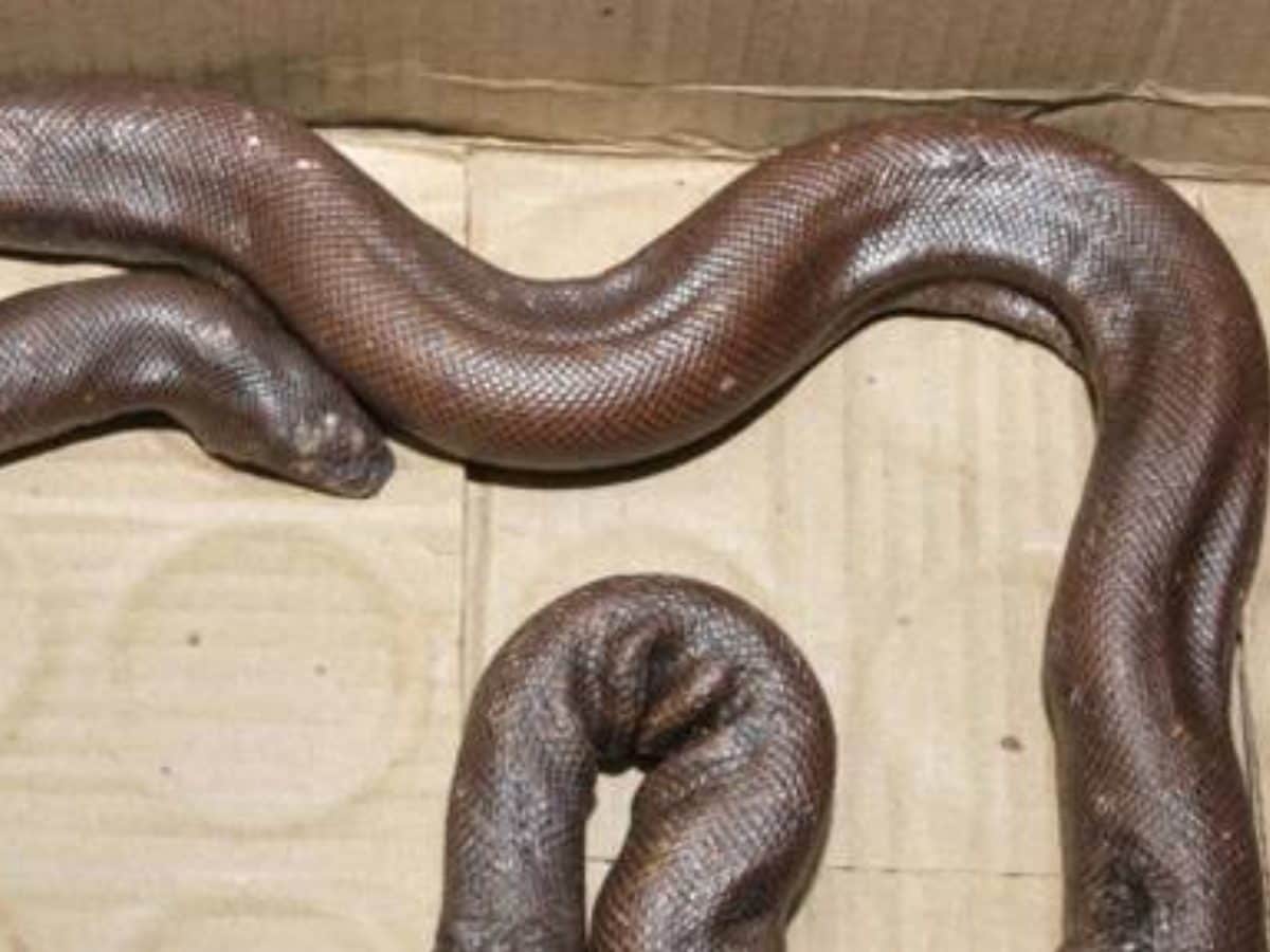 Two Headed Snake: 2 తలల పాము ఇంట్లో ఉంటే కుబేరులవుతారా..? అందులో ...