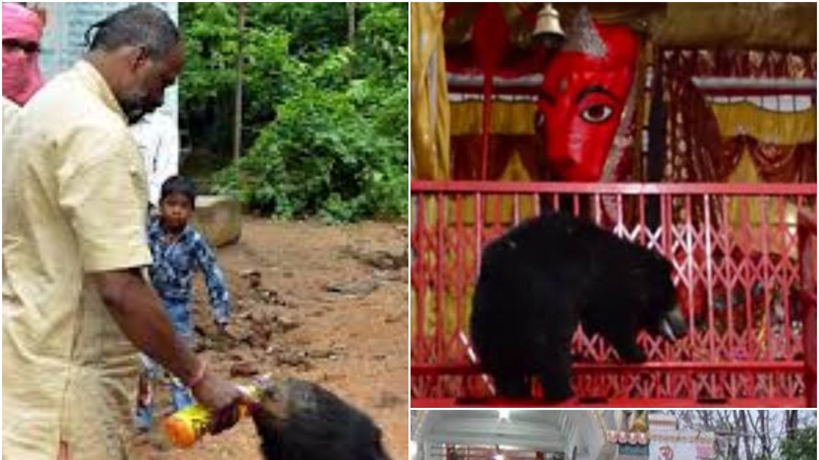 చత్తీస్‌గడ్‌లో ఛండీమాత దేవి ఆలయంలో పూజలు చేస్తున్న ఎలుగుబంట్ల| Bears ...