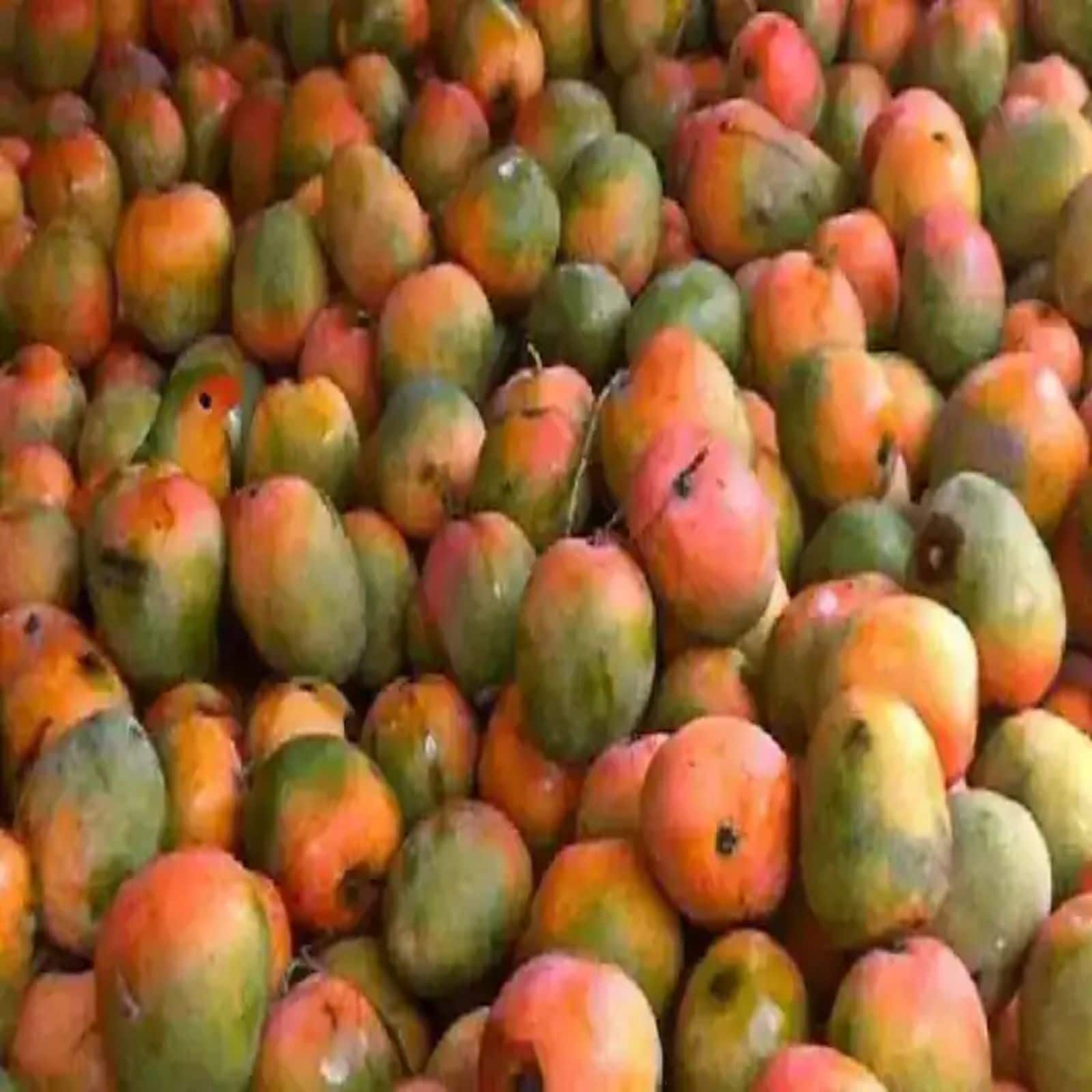 Mango Season: మధుమేహం ఉన్నవారు మామిడి పండ్లు తినవచ్చా..? వివరాలు ...