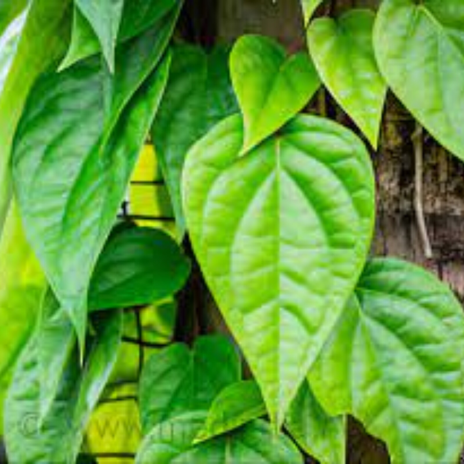 Pan Leaves : సంతాన లేమికి దివ్య ఔషధంలా ఉపయోగపడే ఆకుకు కష్టాలు ...