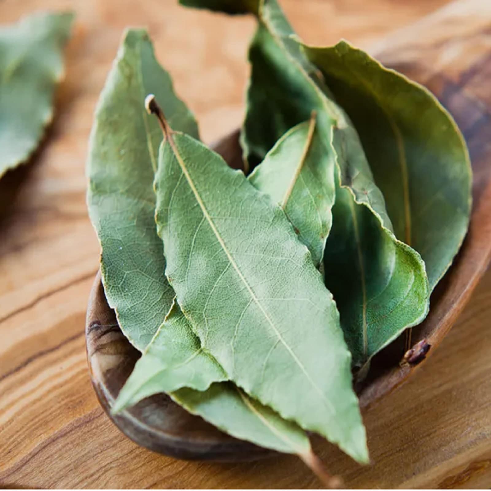 Bay Leaf: ఈ ఆకును ఇంట్లో కాల్చండి! జరిగే అద్భుతాలను మీరే చూస్తారు ...