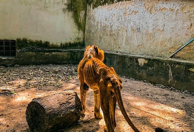 World's Worst Zoo: గాయపడ్డ సింహం శ్వాస భయంకరం.. కానీ ఆకలిగొన్న సింహం ...
