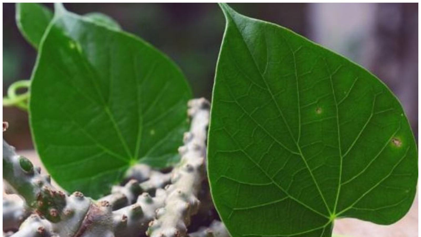 health tips if you plant giloy tree in your home it will remove ...