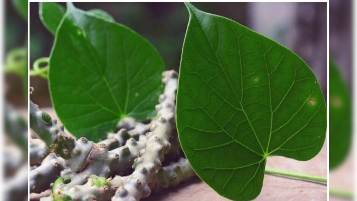 Giloy Plant: ఇంట్లో ఈ ఒక్క మొక్క ఉంటే చాలు.. ఎలాంటి రోగాలు మీ దరి చేరవు