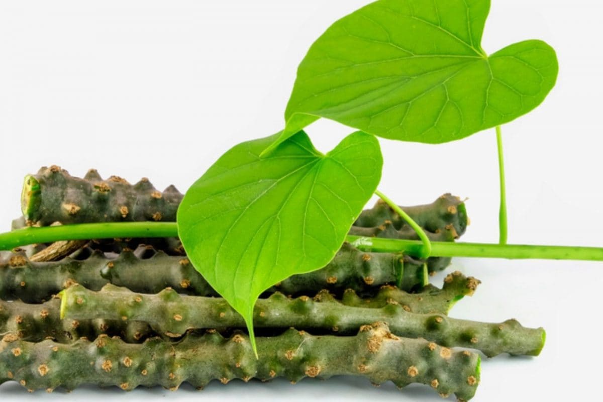 Giloy Plant: ఇంట్లో ఈ ఒక్క మొక్క ఉంటే చాలు.. ఎలాంటి రోగాలు మీ దరి చేరవు ...
